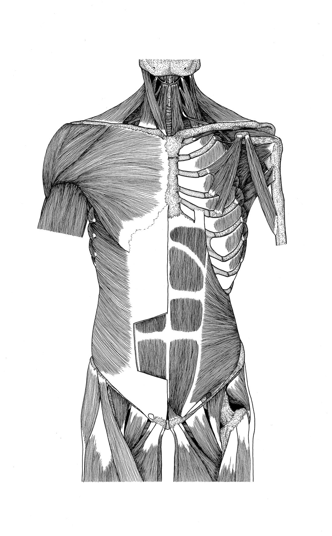Anterior Torso Musculature Human Anatomy Prints Clinically - Etsy