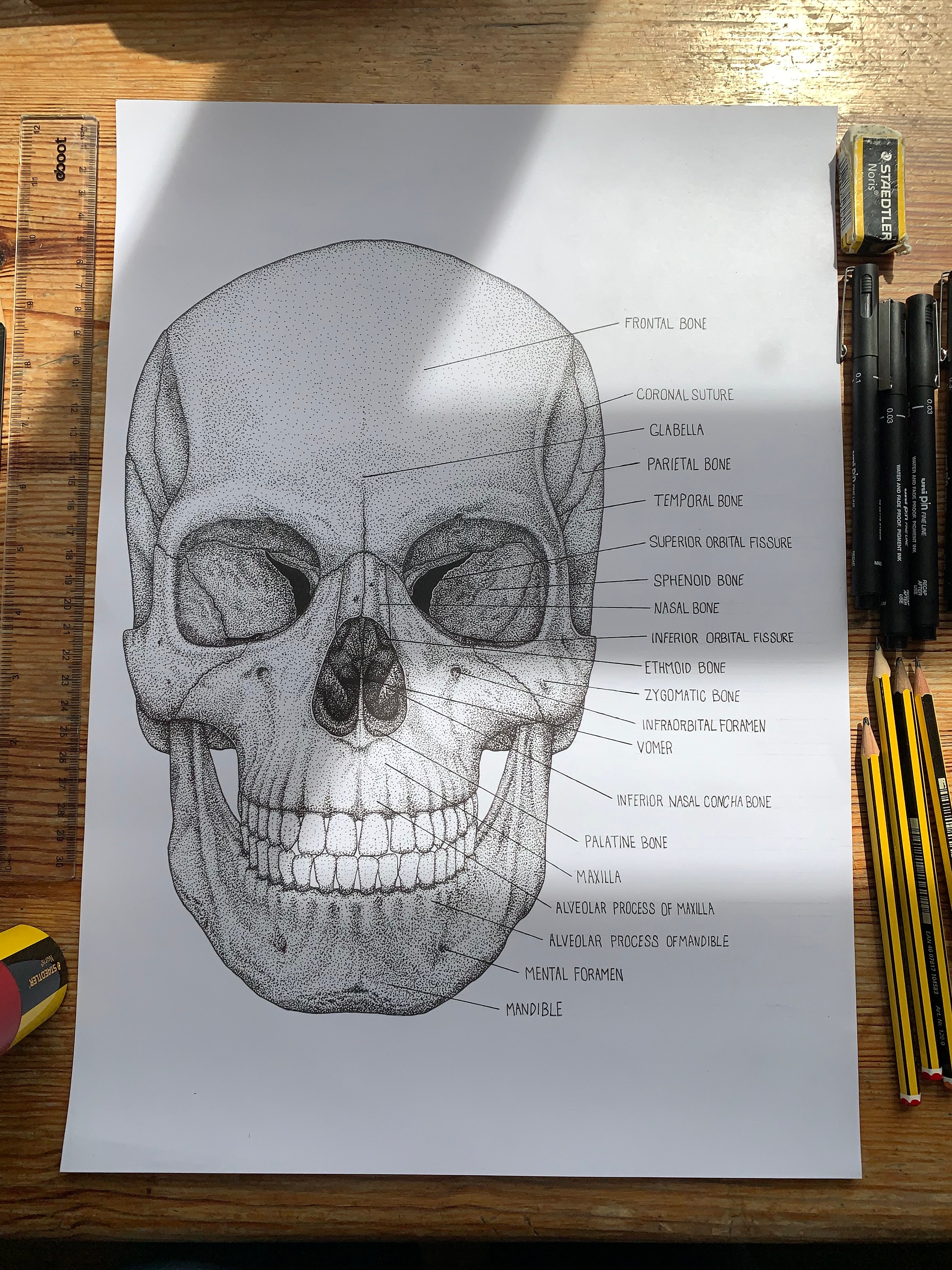 Anterior Skull (labelled) | Human Anatomy Prints | Clinically Accurate ...