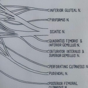 Lumbrosacral Plexus | Human Anatomy Prints | Clinically Accurate ...