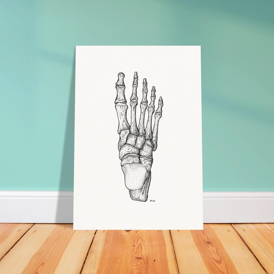 Mini Series: Dorsal Foot Human Anatomy Prints Clinically Accurate ...