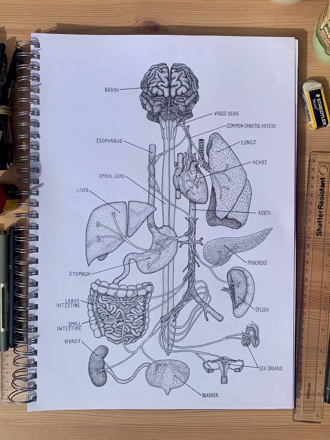 Vagus Nerve (labelled) | Human Anatomy Prints | Clinically Accurate ...