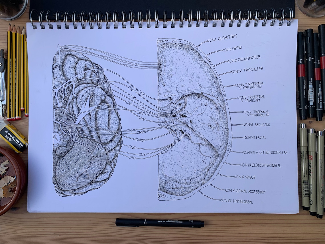 Cranial Nerves Anatomy Print | Medical Wall Art, Neurology Gift - Etsy
