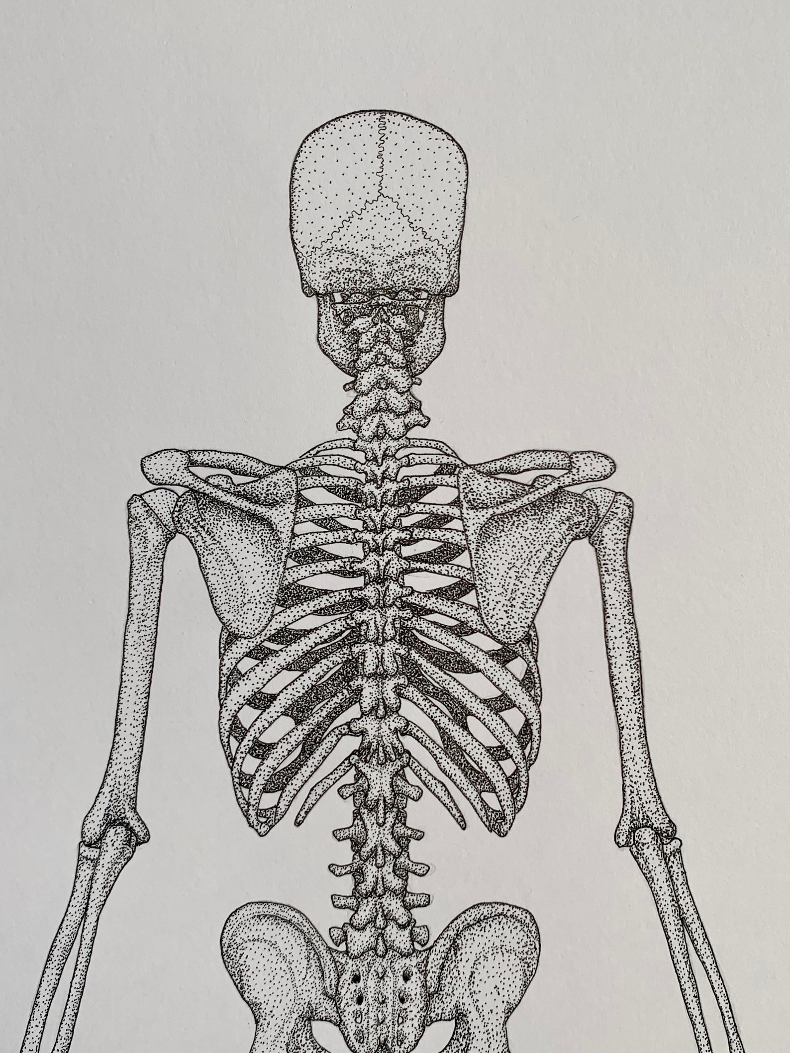 Posterior Skeleton unlabelled Human Anatomy Prints Clinical Drawings ...