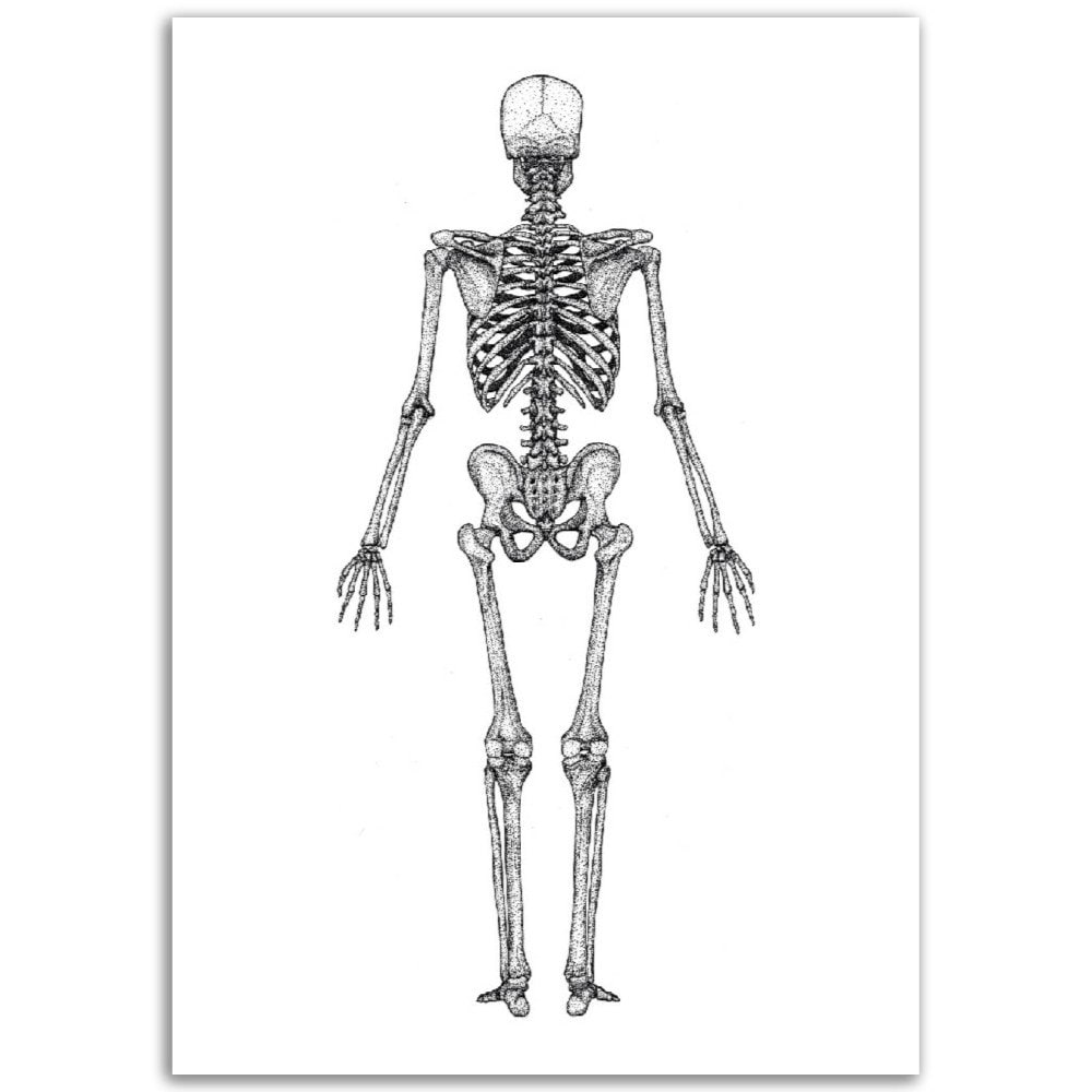 Posterior Skeleton Human Anatomy Prints Clinically Accurate Drawings ...