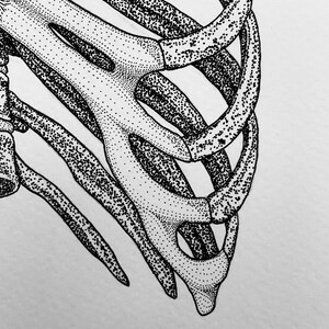 Rib Cage Human Anatomy Print | Medical Decoration Wall Decor | Teacher ...