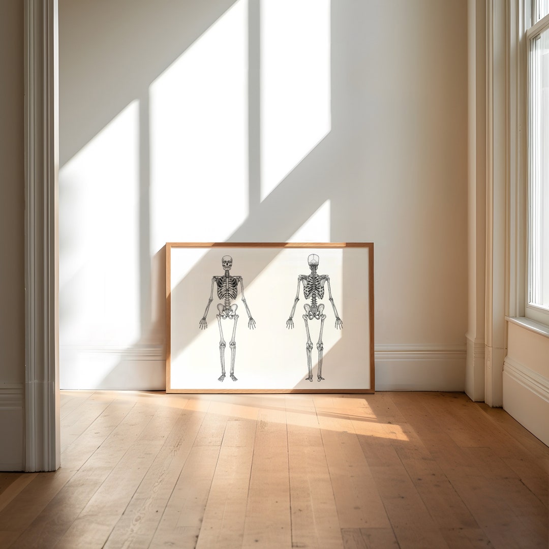 Skeleton Anterior and Posterior Human Anatomy Print Medical Poster Wall ...