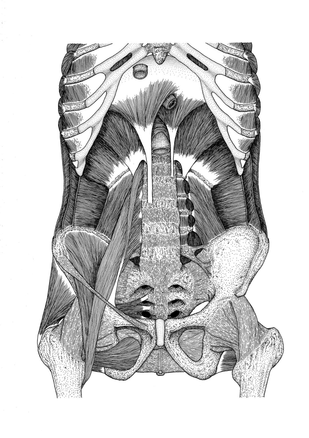 Abdominal and Pelvic Cavity Human Anatomy Prints Clinically Accurate ...