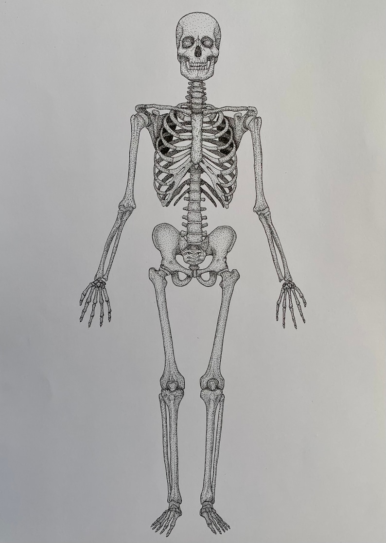 Anterior Skeleton | Human Anatomy Prints | Clinically Accurate Drawings ...