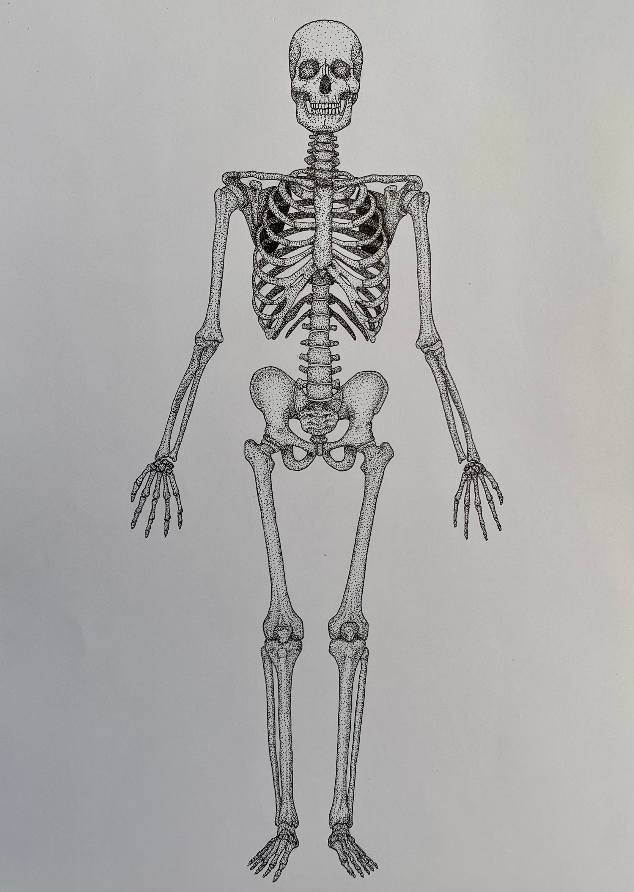 Anterior Skeleton | Human Anatomy Prints | Clinically Accurate Drawings ...