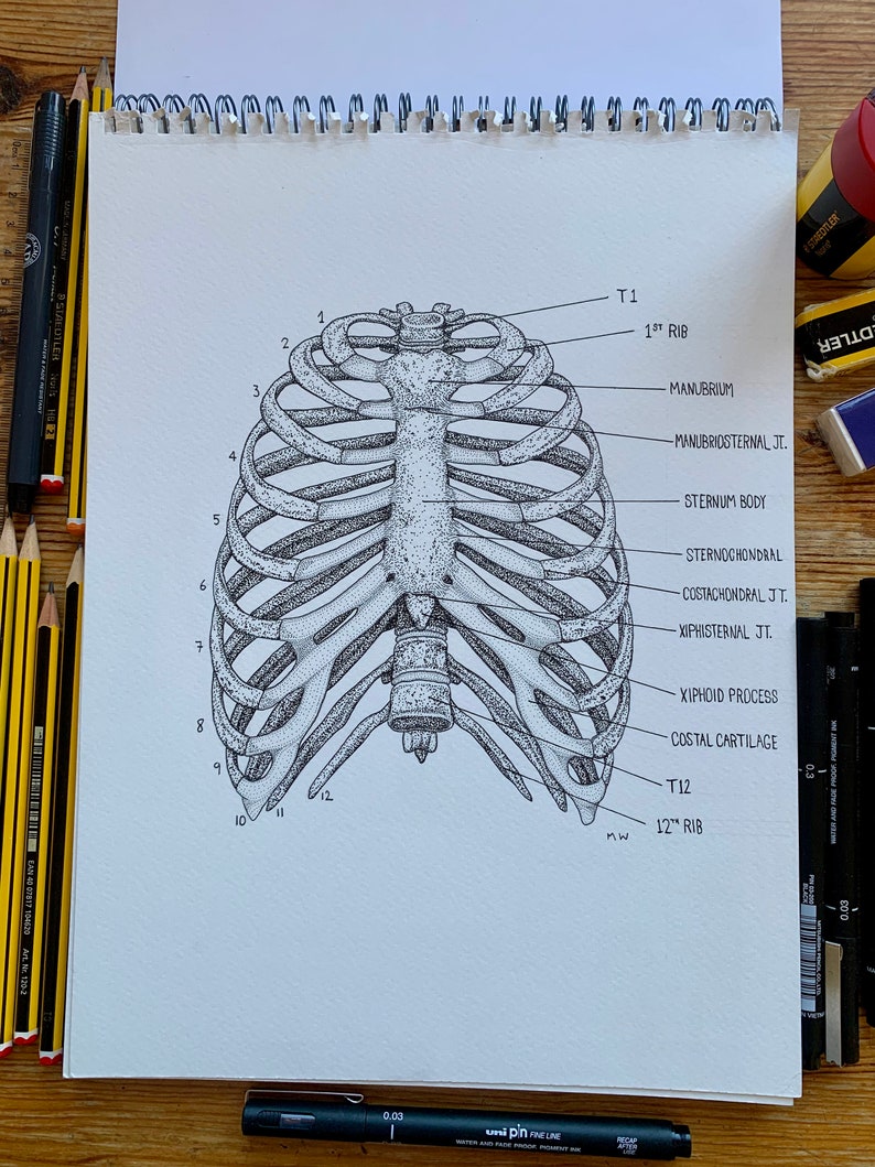 Rib Cage Anatomy Print | Medical Wall Art - Etsy UK