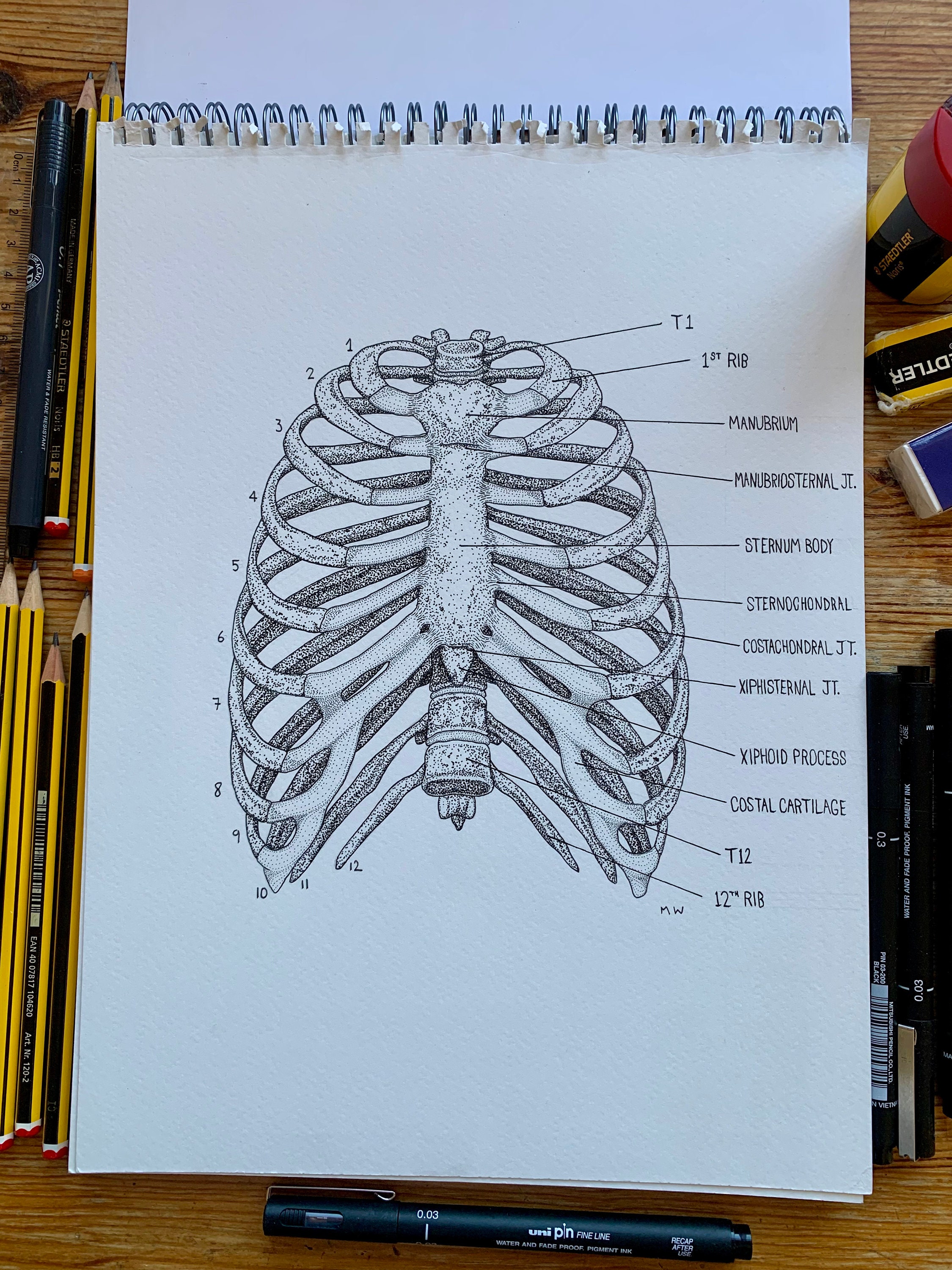 Rib Cage Anatomy Print | Medical Wall Art - Etsy UK