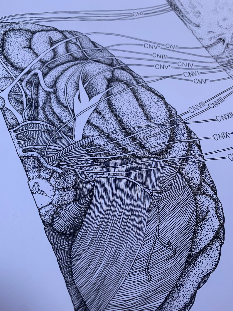 Cranial Nerves Anatomy Print | Medical Wall Art, Neurology Gift - Etsy