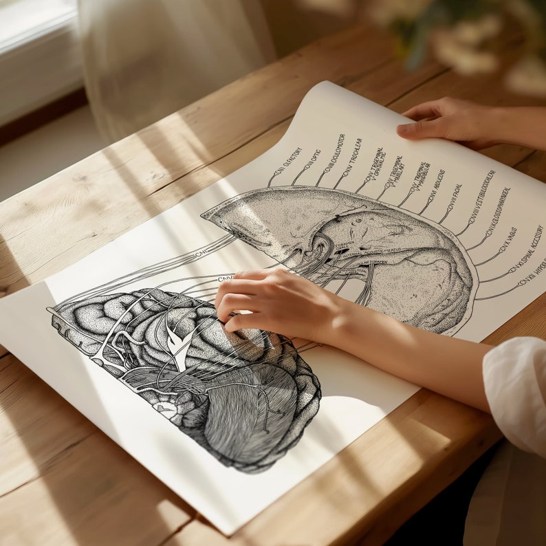 Cranial Nerves Human Anatomy Print | Medical Poster Wall Decor ...