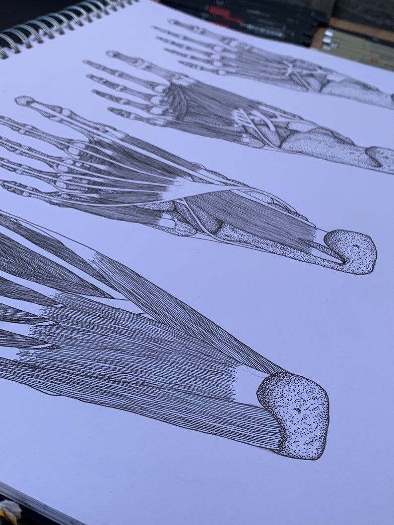 Foot Anatomy Print | Plantar Muscle Layers, Medical Wall Art for ...
