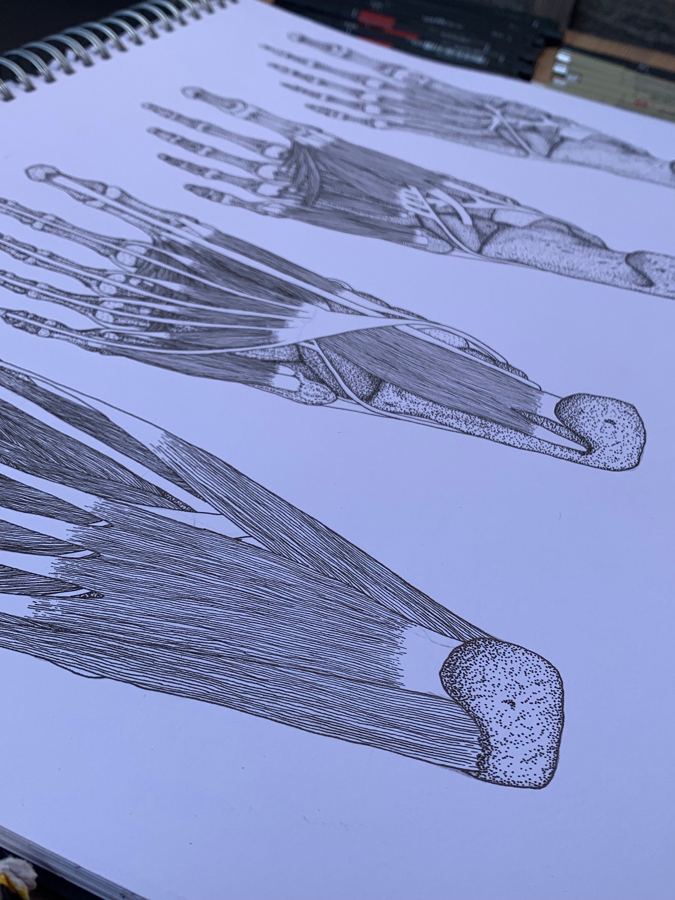 Muscular Layers of the Plantar Foot Human Anatomy Prints Clinically ...