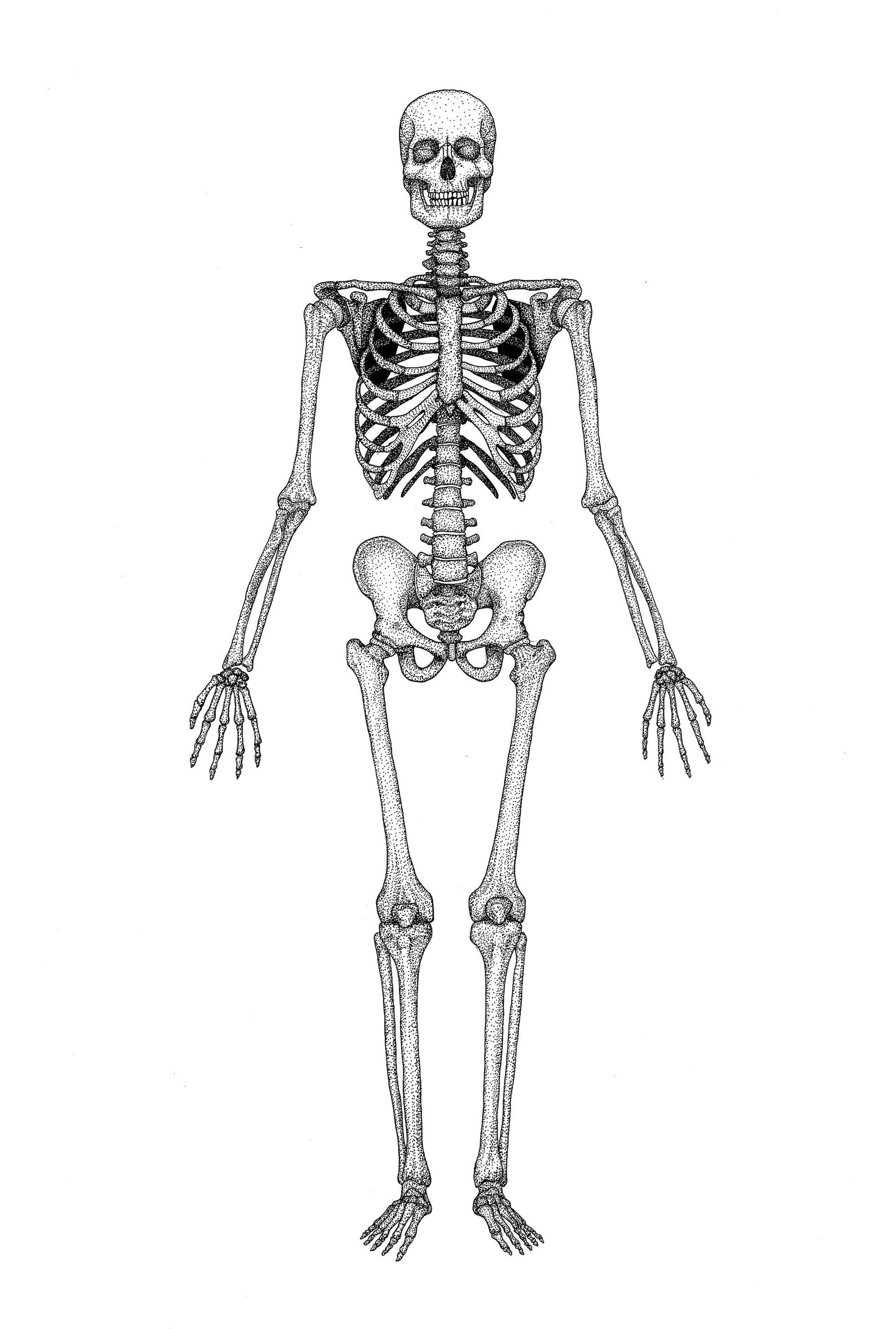 Anterior Skeleton Human Anatomy Prints Clinically Accurate Drawings ...