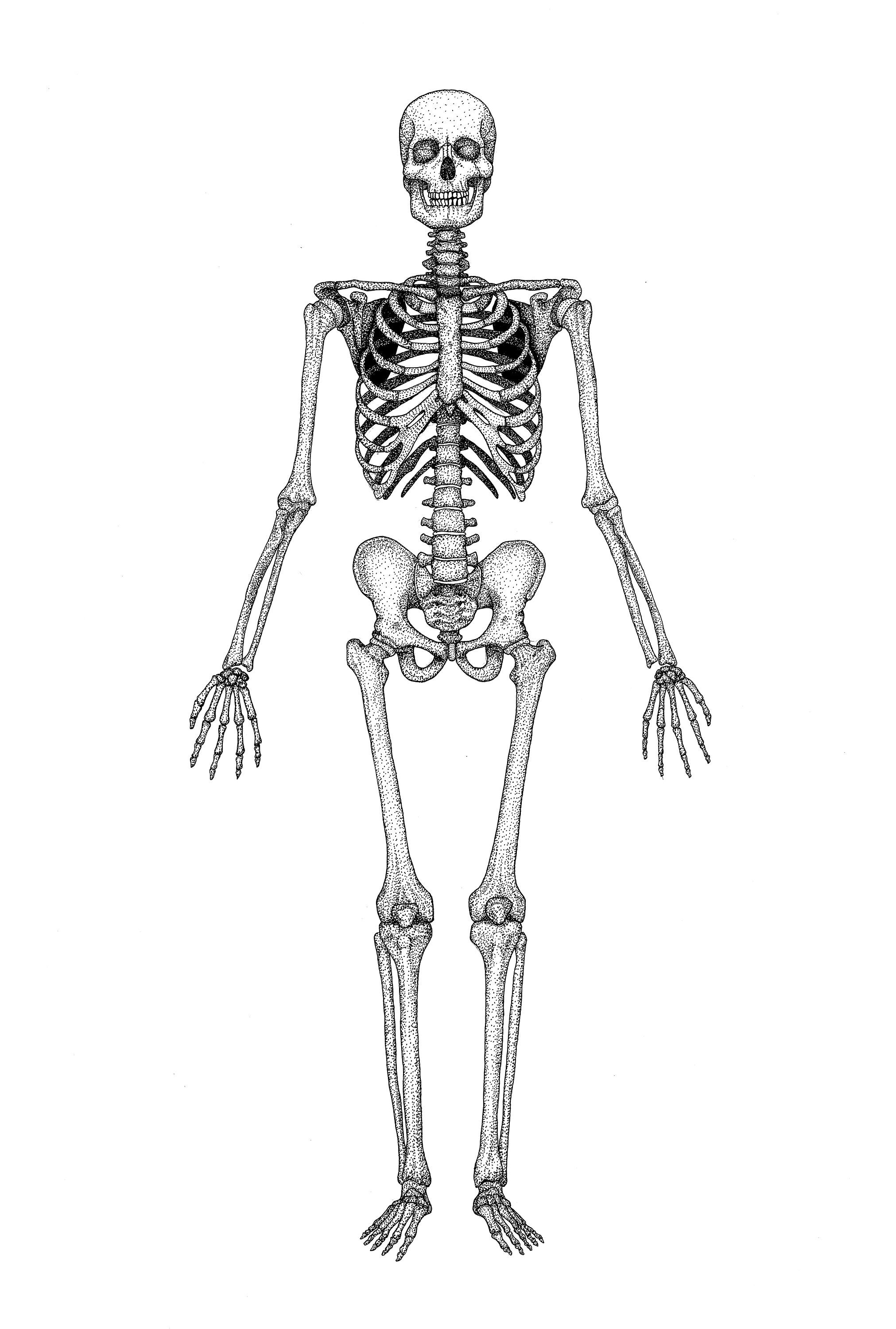 Anterior Skeleton Human Anatomy Prints Clinically Accurate Drawings ...