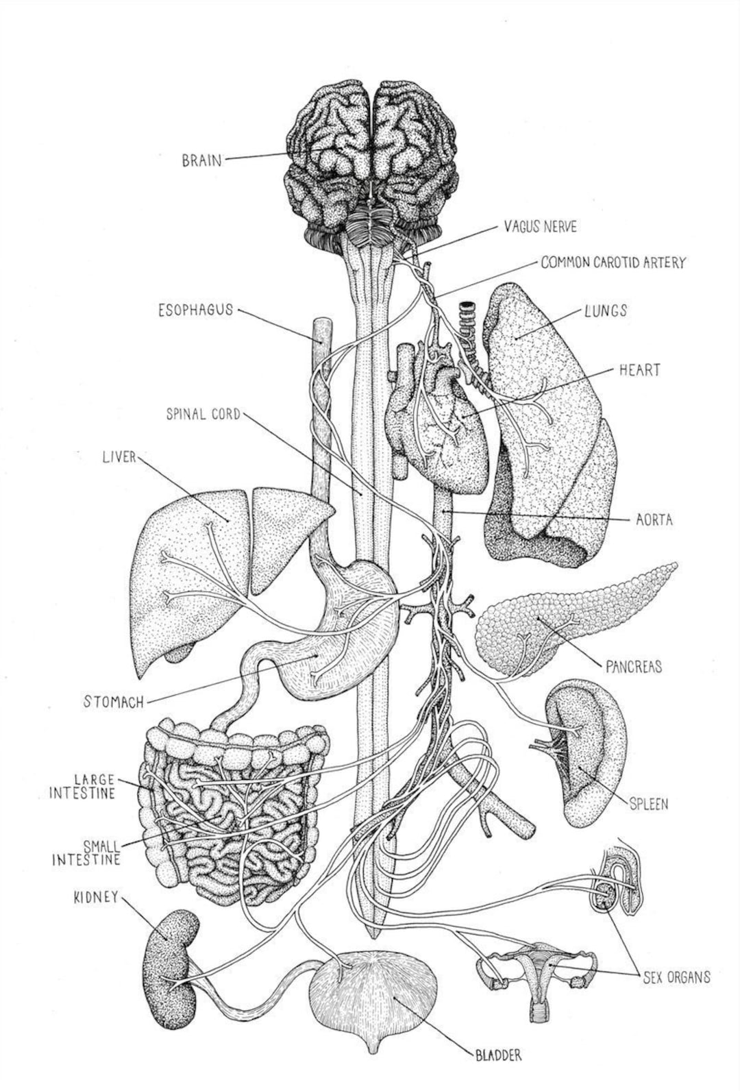 Vagus Nerve Labelled Human Anatomy Prints Clinically Accurate Drawings ...