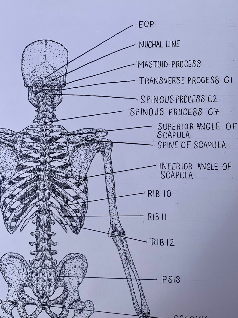 Anterior and Posterior Skeleton labelled Human Anatomy Prints ...
