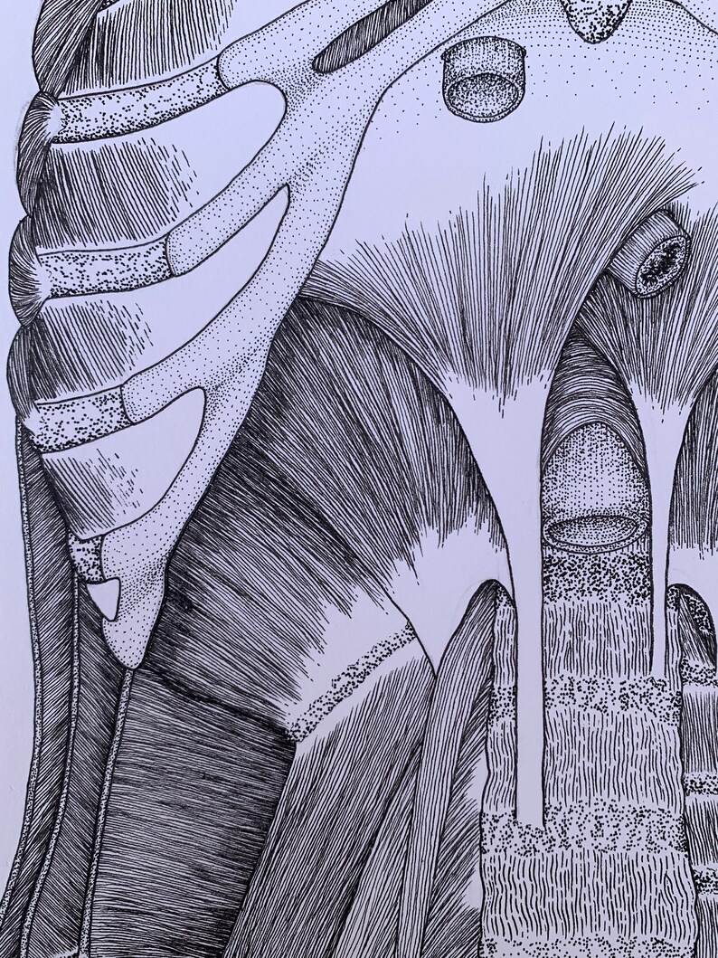 Abdominal and Pelvic Cavity Human Anatomy Prints Clinically Accurate ...