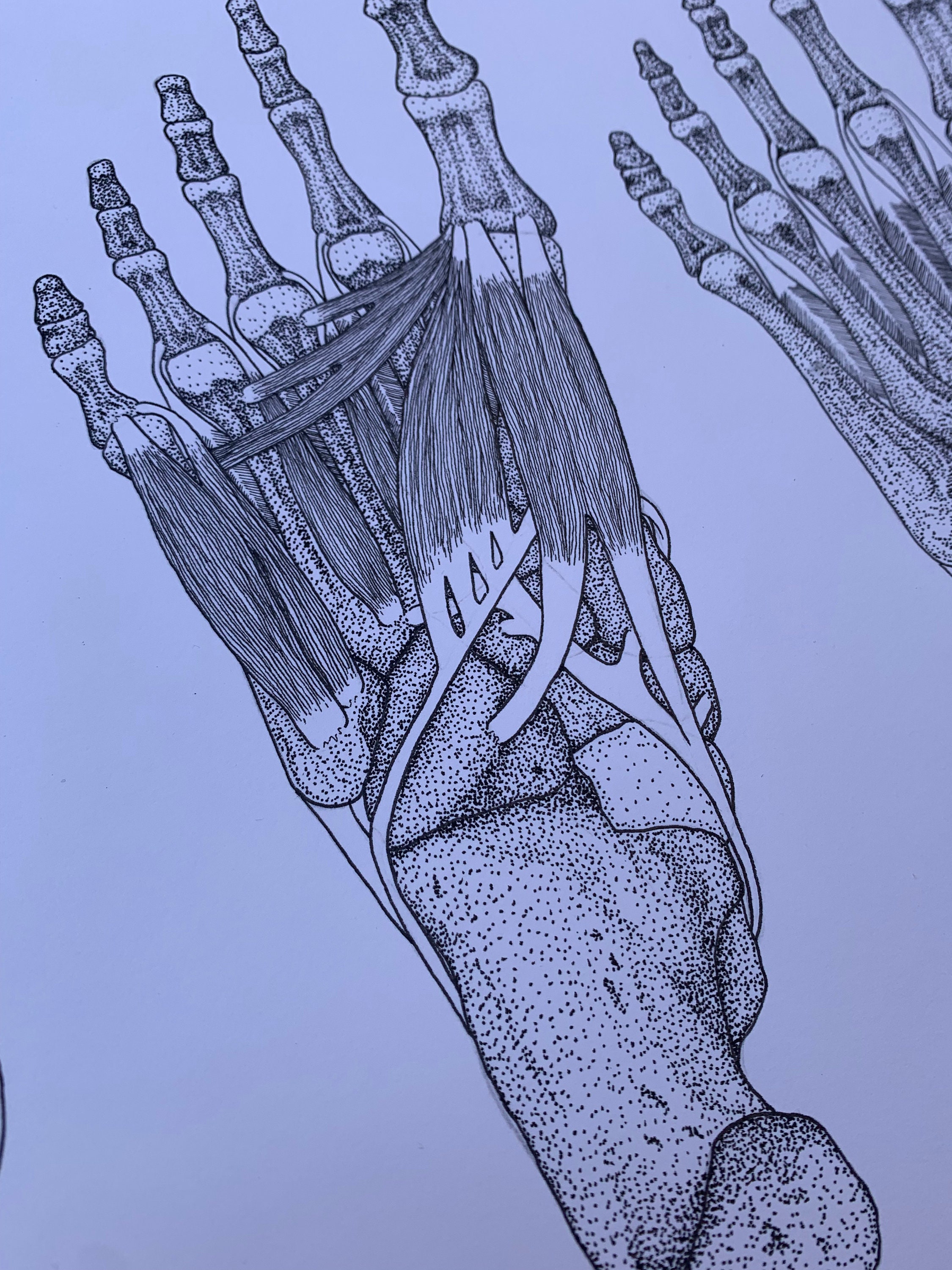 Muscular Layers of the Plantar Foot Human Anatomy Print Clinical ...