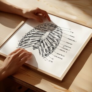 Rib Cage Human Anatomy Print | Medical Decoration Wall Decor ...