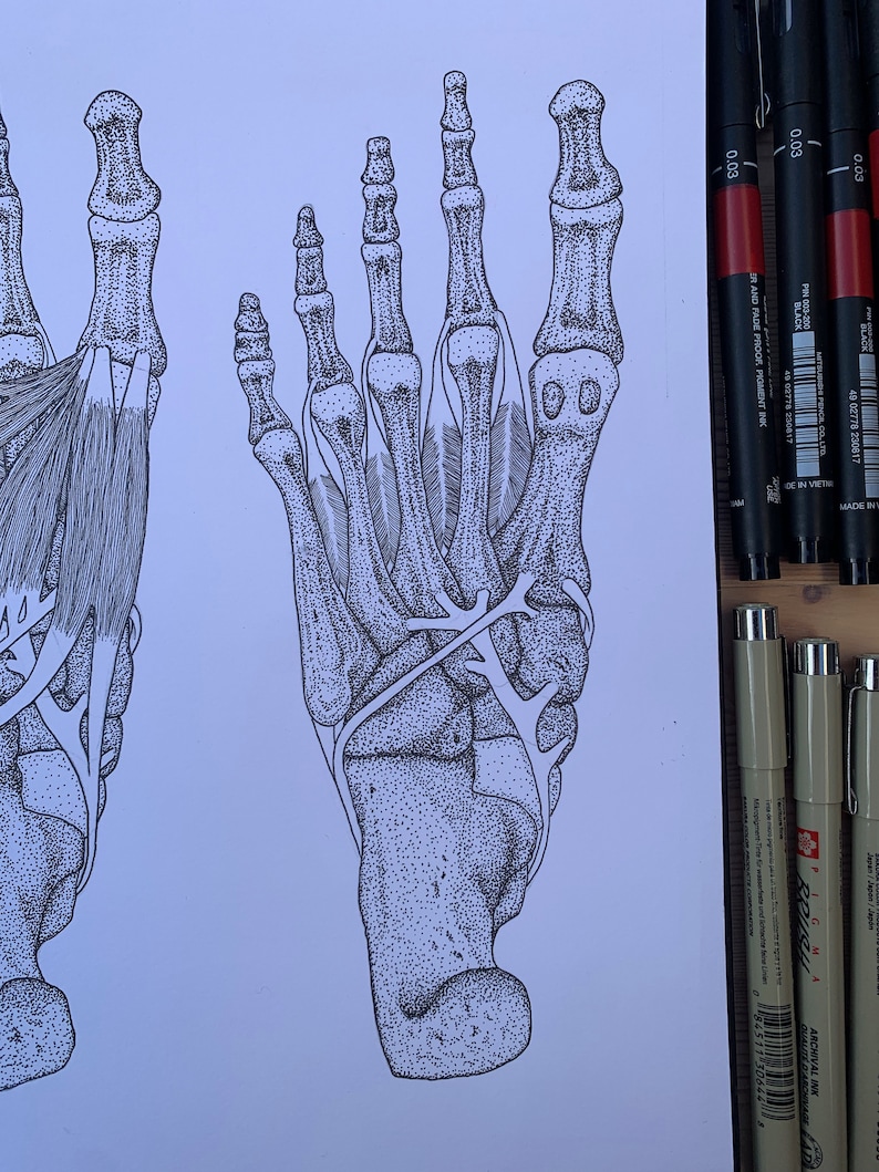 Foot Anatomy Print | Plantar Muscle Layers, Medical Wall Art for ...