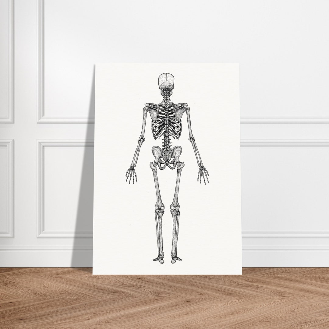 Posterior Skeleton Human Anatomy Prints Clinically Accurate Drawings ...