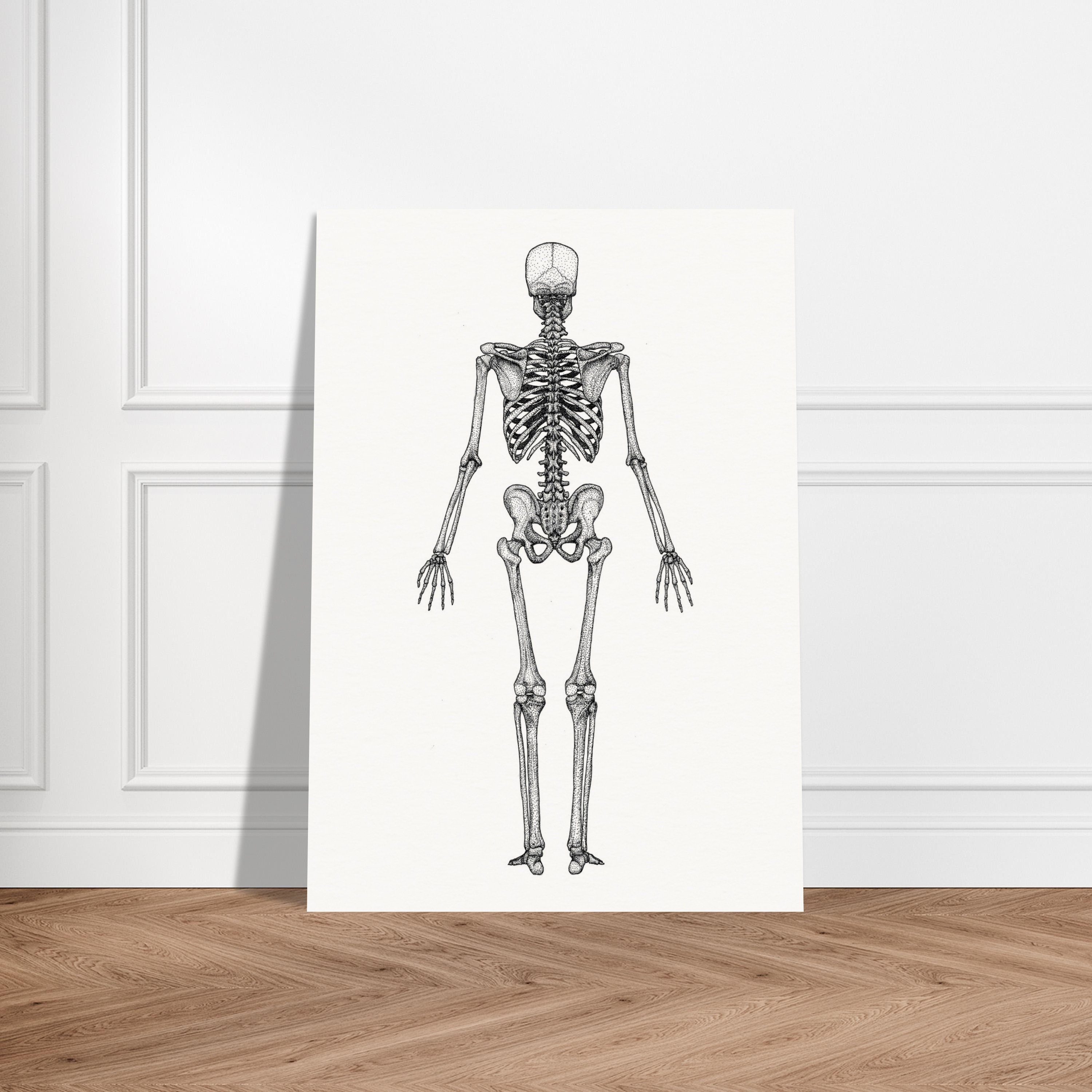 Posterior Skeleton Human Anatomy Prints Clinically Accurate Drawings ...