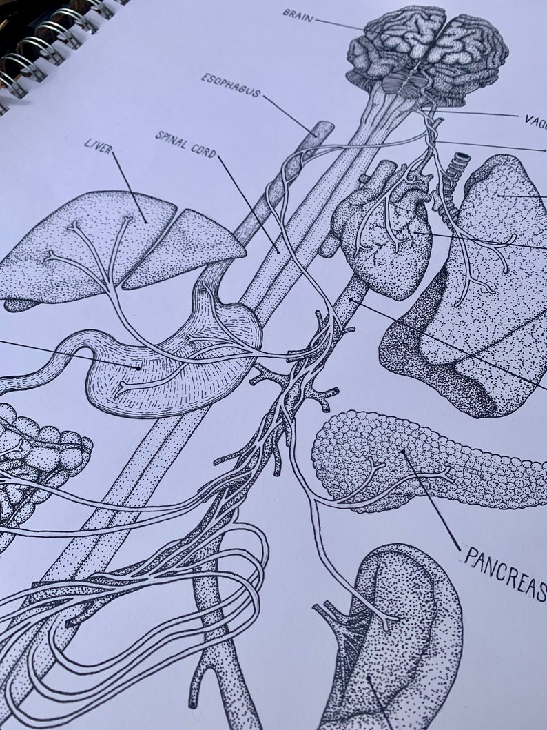 Vagus Nerve (labelled) | Human Anatomy Prints | Clinically Accurate ...