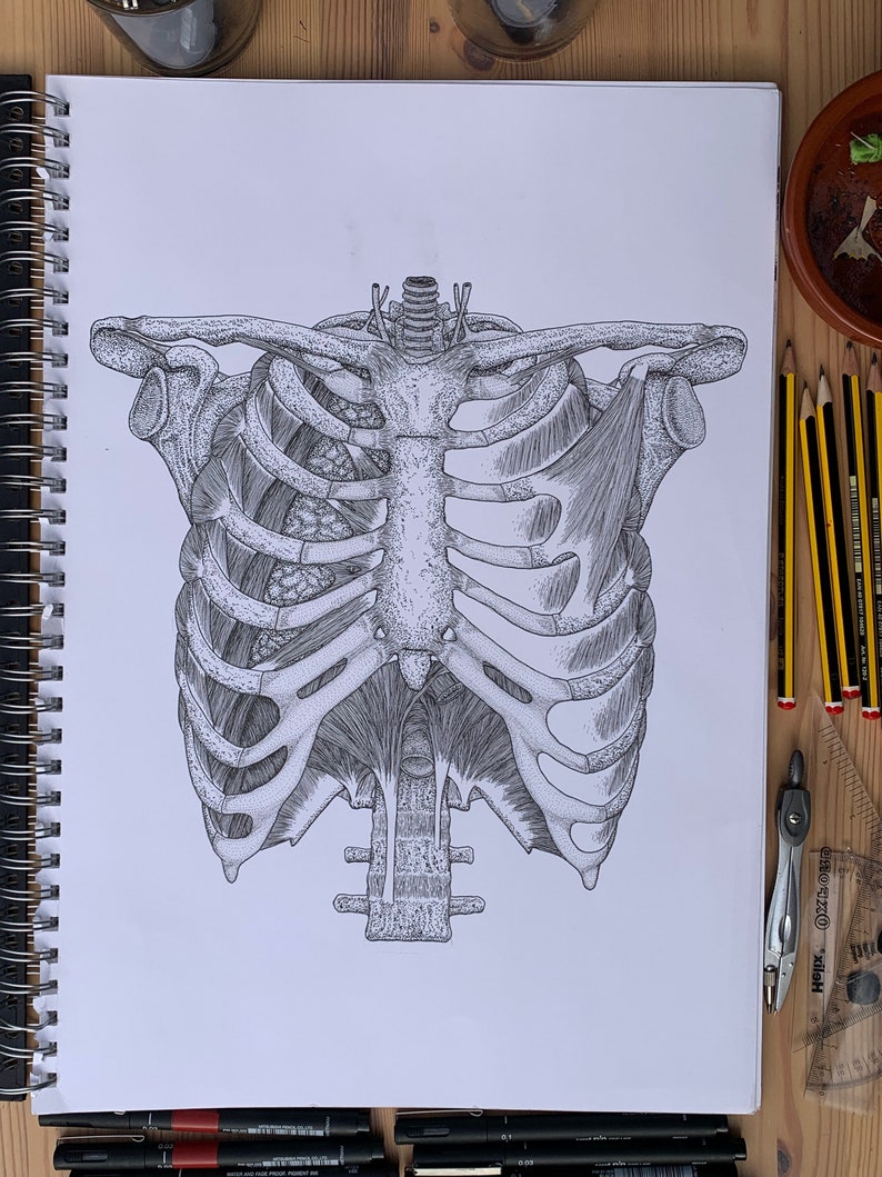 Rib Cage Musculature Anatomy Poster Print | Clinic Decor Wall Hangings ...