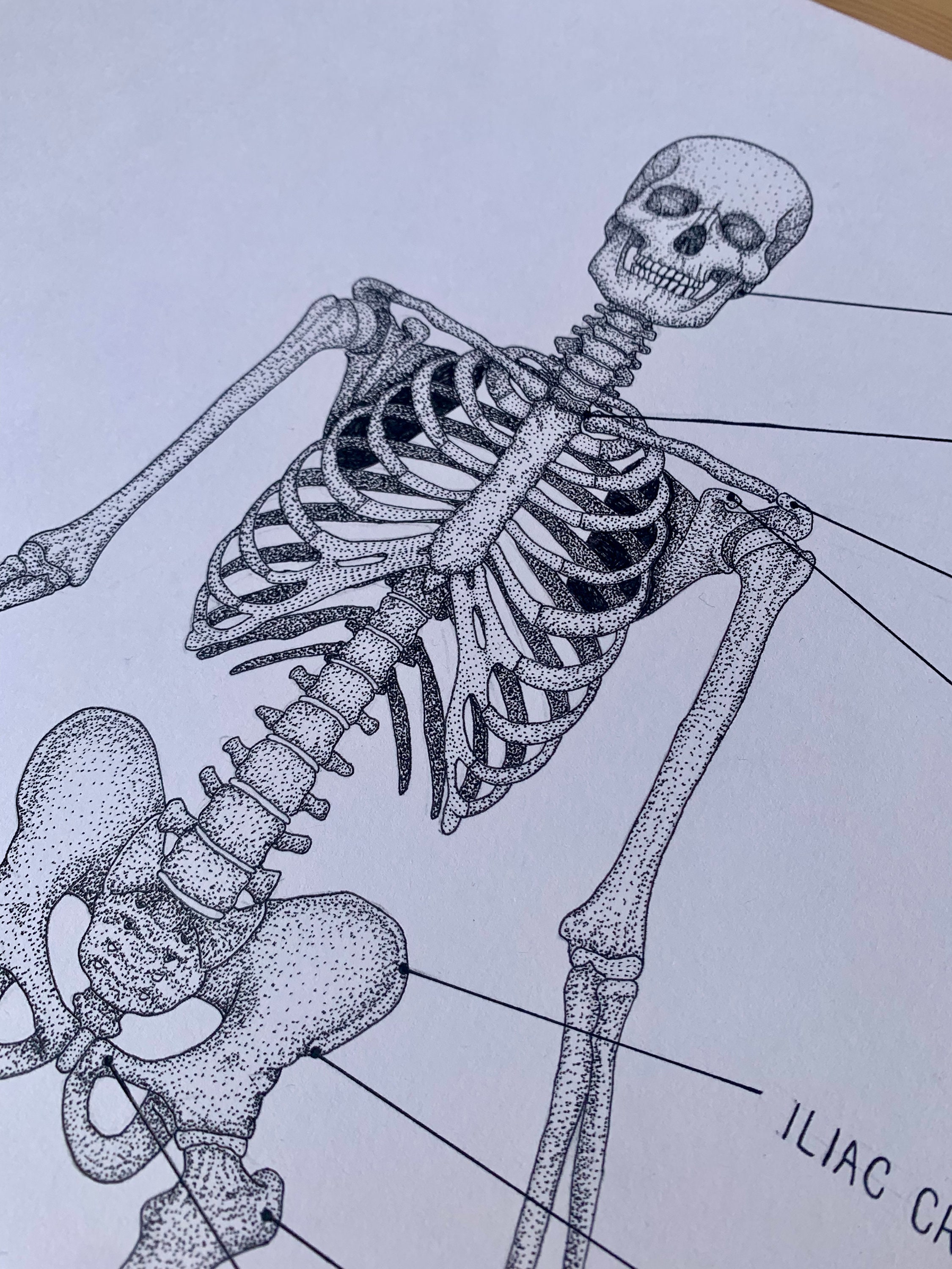 Skeleton Anterior Labelled Human Anatomy Print Medical Decoration Wall ...