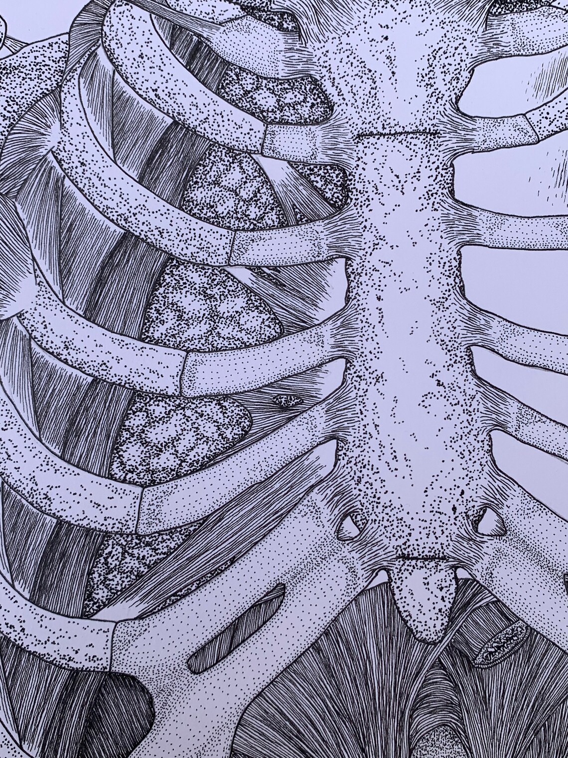 Rib Cage Musculature Anatomy Poster Print | Clinic Decor Wall Hangings ...