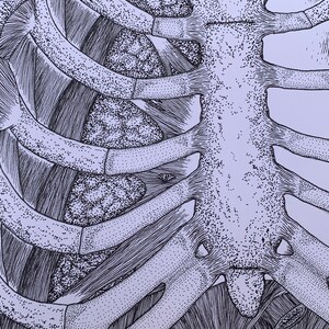 Rib Cage Musculature Anatomy Poster Print | Clinic Decor Wall Hangings ...