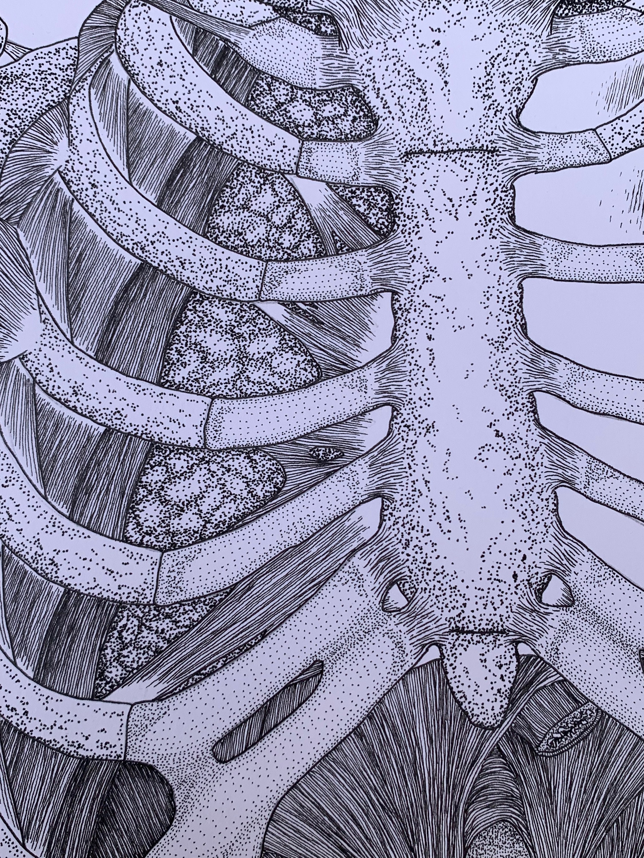 Rib Cage Musculature Anatomy Poster Print | Clinic Decor Wall Hangings ...