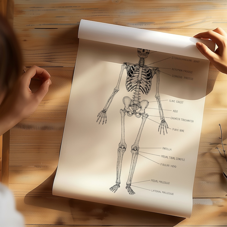 Skeleton Anterior Labelled Human Anatomy Print | Medical Decoration ...