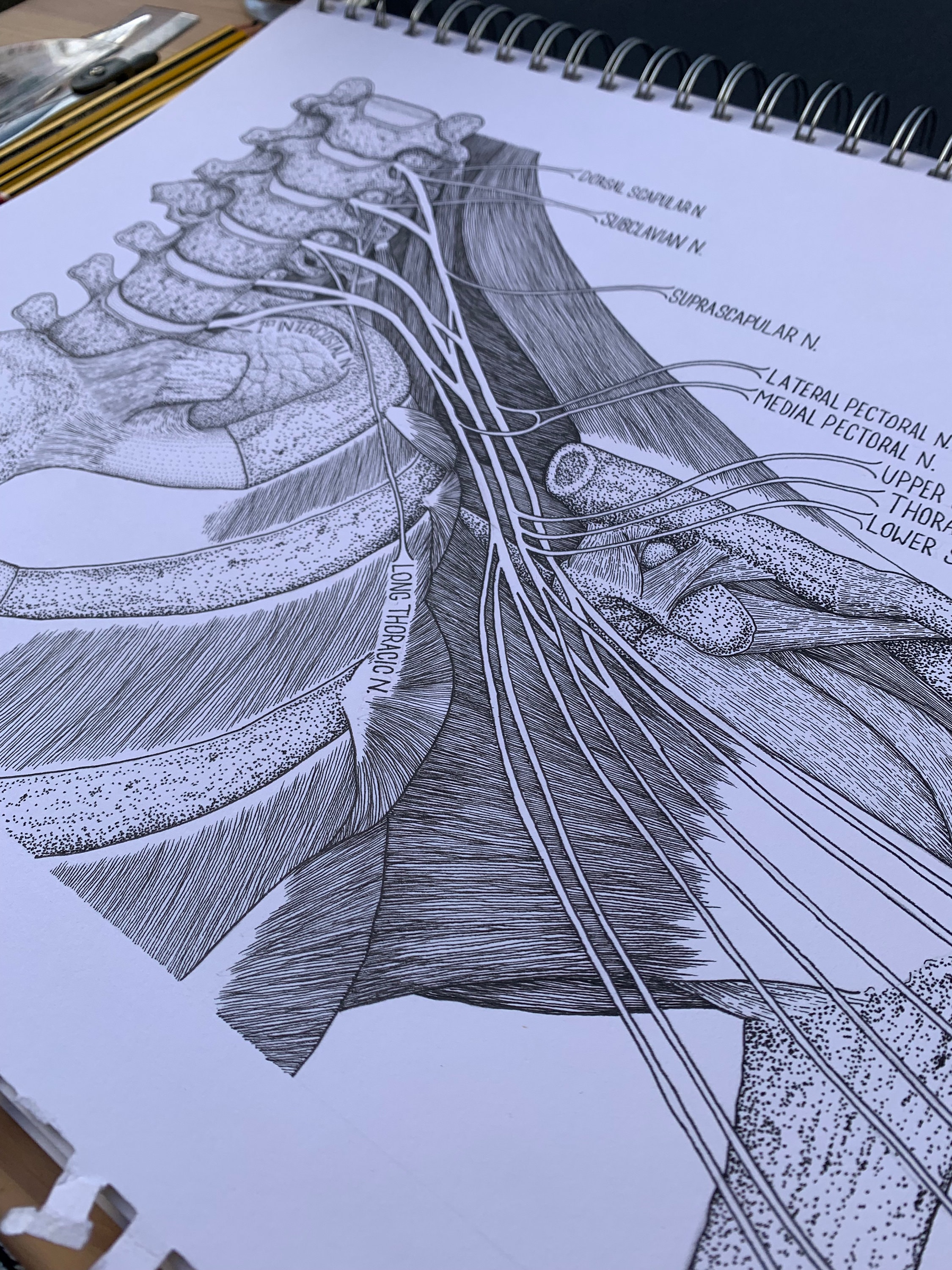 Brachial Plexus Anatomy Poster Print | Clinic Decor Wall Hangings ...