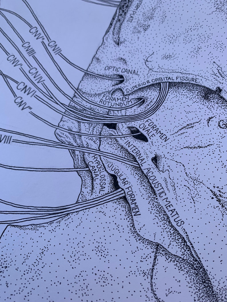 Cranial Nerves Anatomy Print | Medical Wall Art, Neurology Gift - Etsy