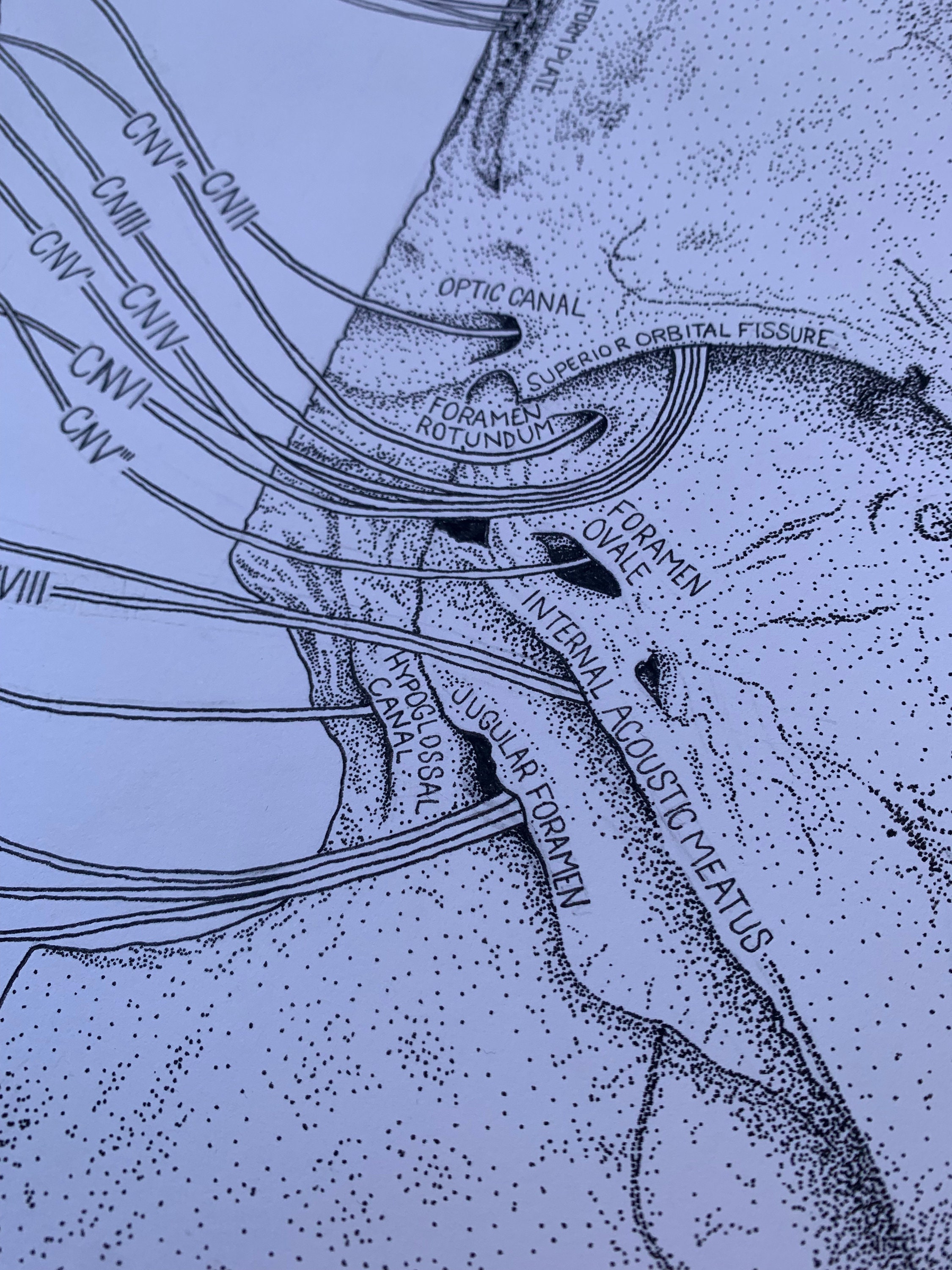 Cranial Nerves Anatomy Print | Medical Wall Art, Neurology Gift - Etsy