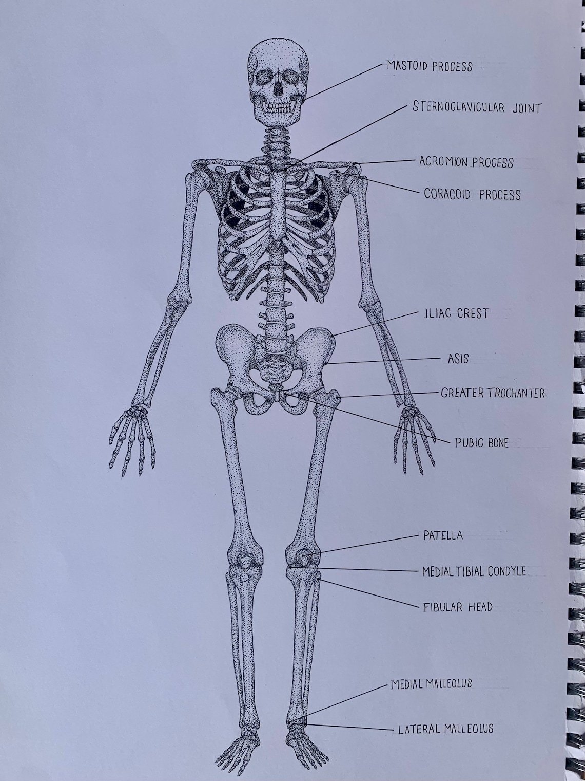 Skeleton Anterior Labelled Human Anatomy Print Medical Decoration Wall ...