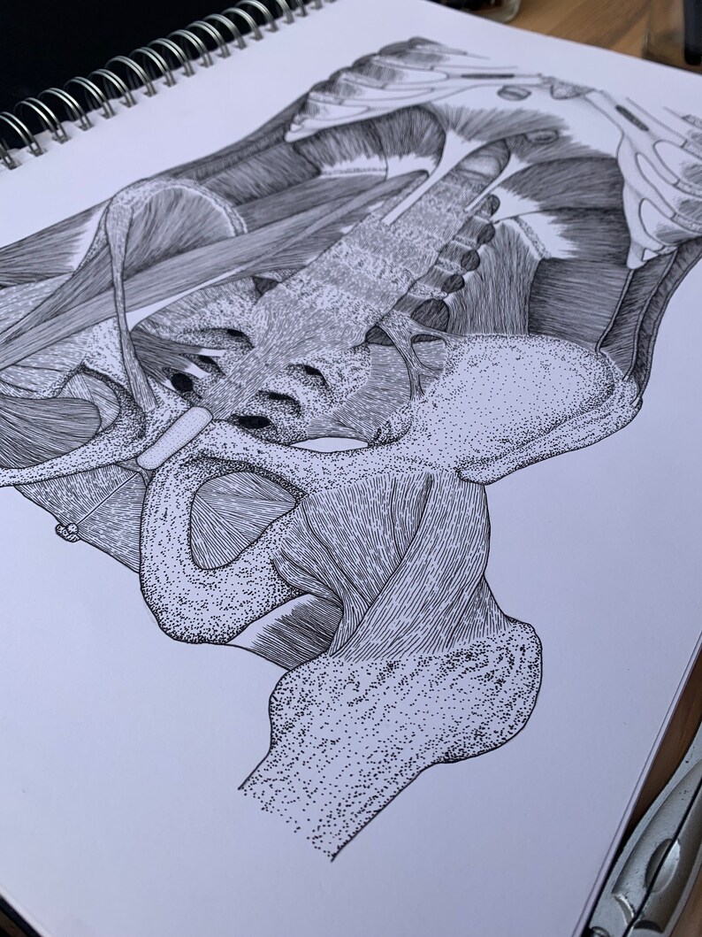 Abdominal and Pelvic Cavity Human Anatomy Prints Clinically Accurate ...