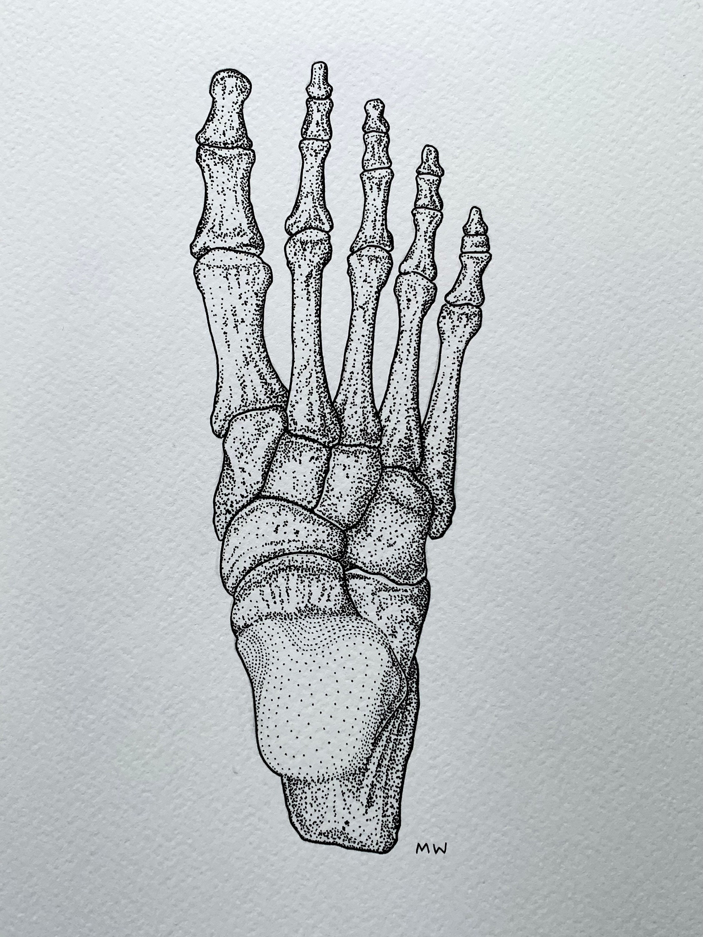 Mini Series: Dorsal Foot Human Anatomy Prints Clinically Accurate ...
