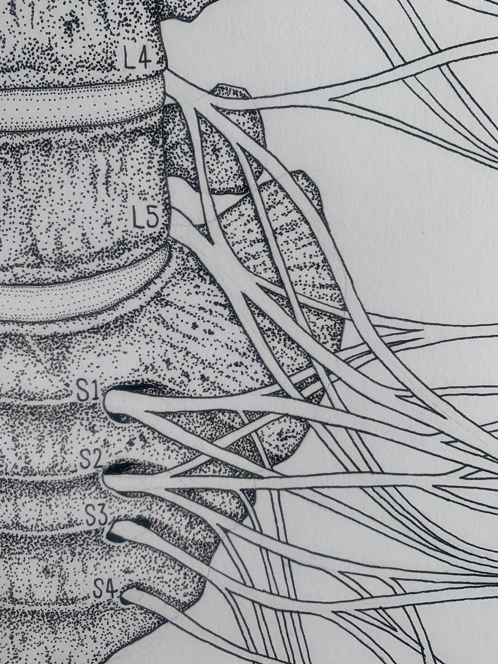 Lumbrosacral Plexus | Human Anatomy Prints | Clinically Accurate Drawings | Hand Drawn and ...
