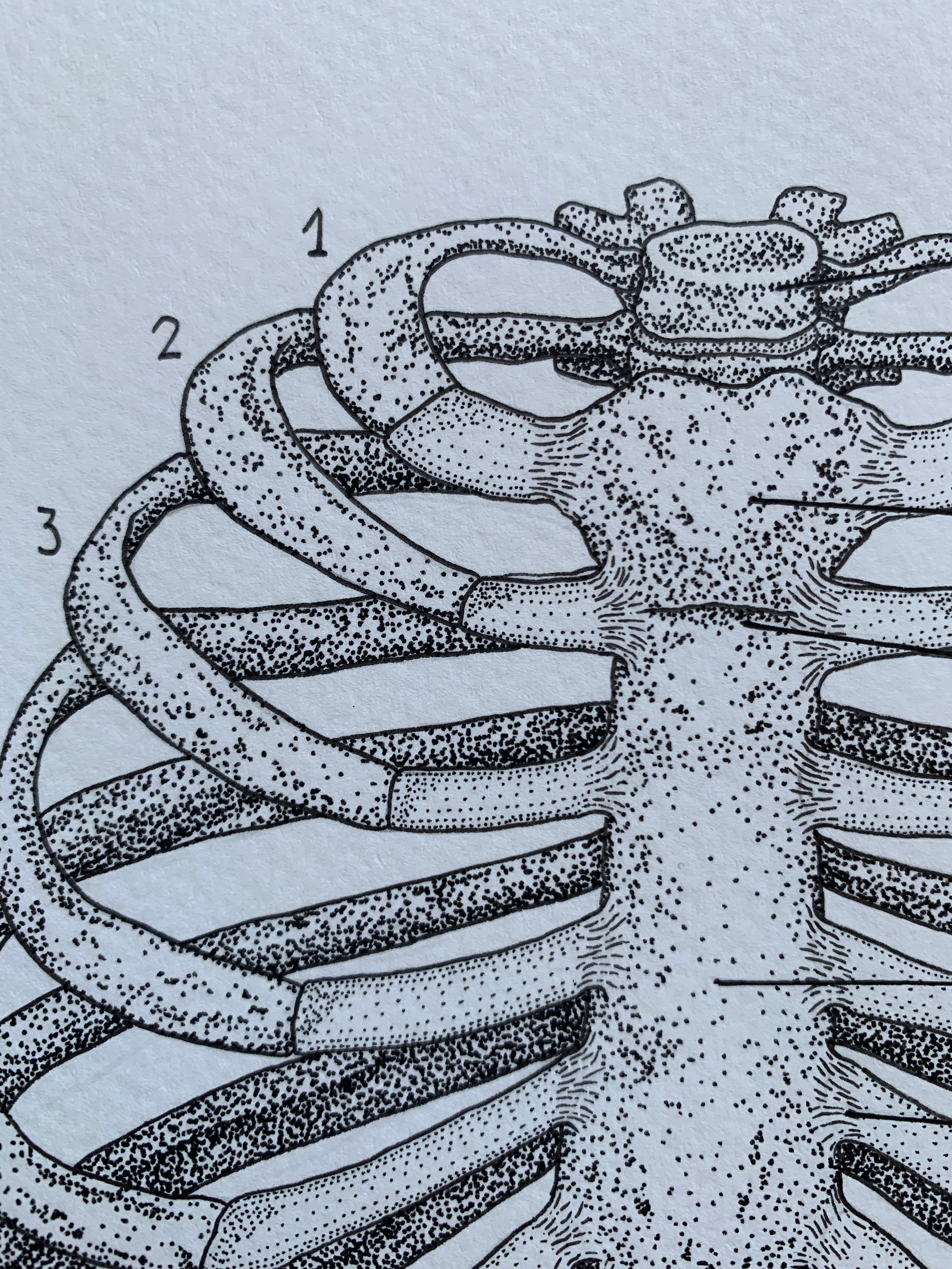 Rib Cage Anatomy Print | Medical Wall Art - Etsy UK