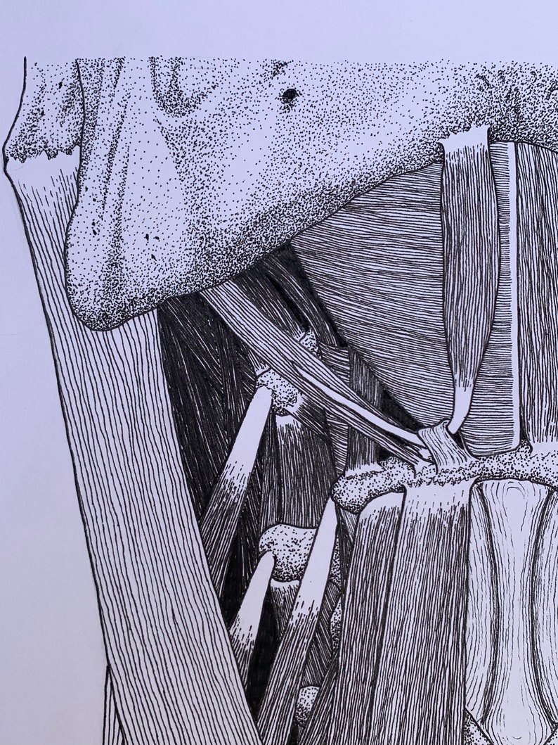 Anterior Neck Muscles Human Anatomy Prints Clinically Accurate Drawings ...