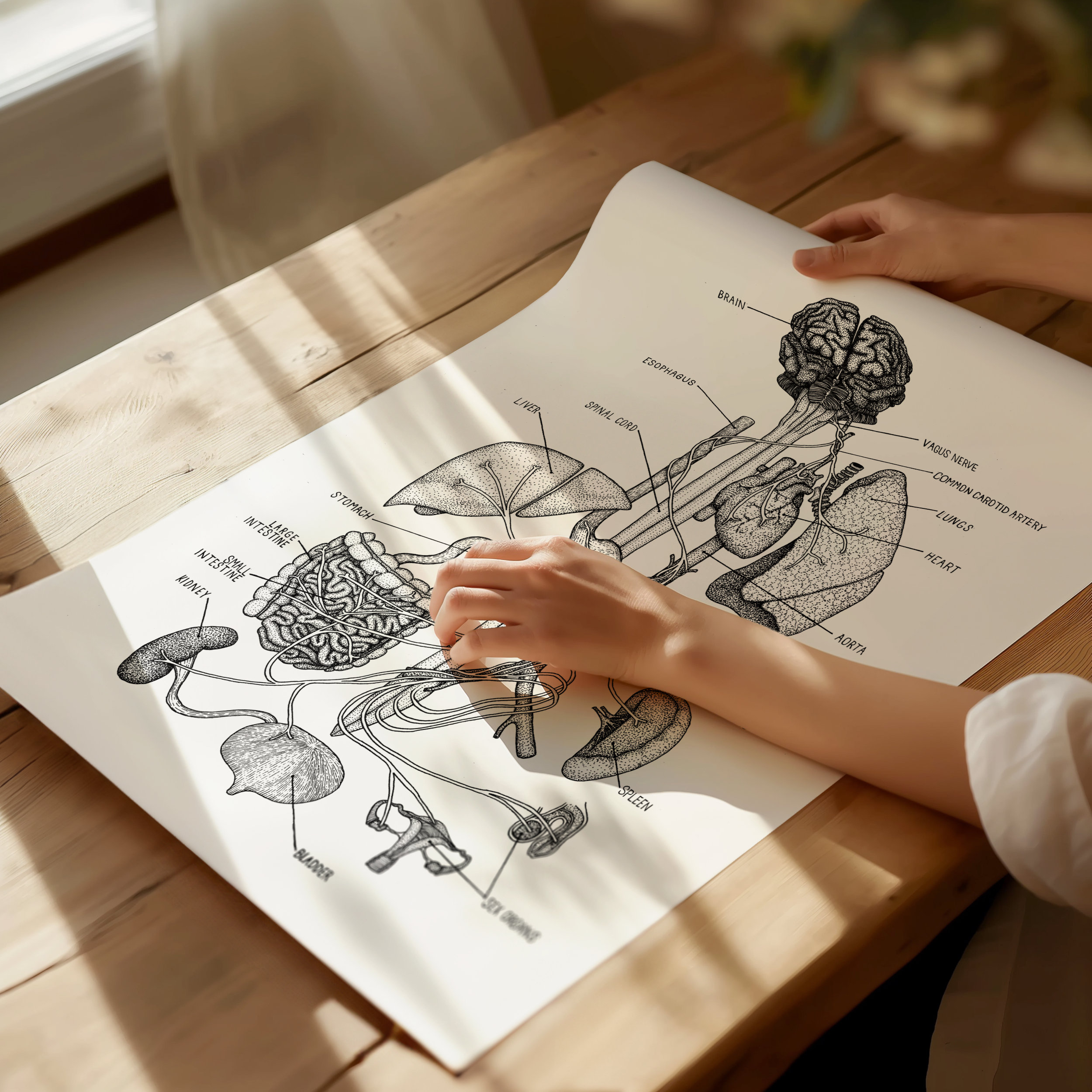 Vagus Nerve (labelled) | Human Anatomy Prints | Clinically Accurate ...