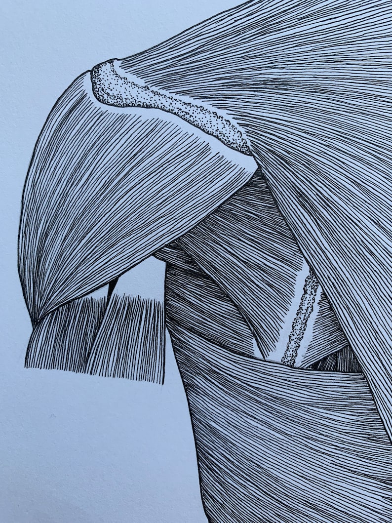 Back Musculature Anatomy Art Print | Hand-drawn Clinic Decor for ...