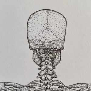 Posterior Skeleton | Human Anatomy Prints | Clinically Accurate ...