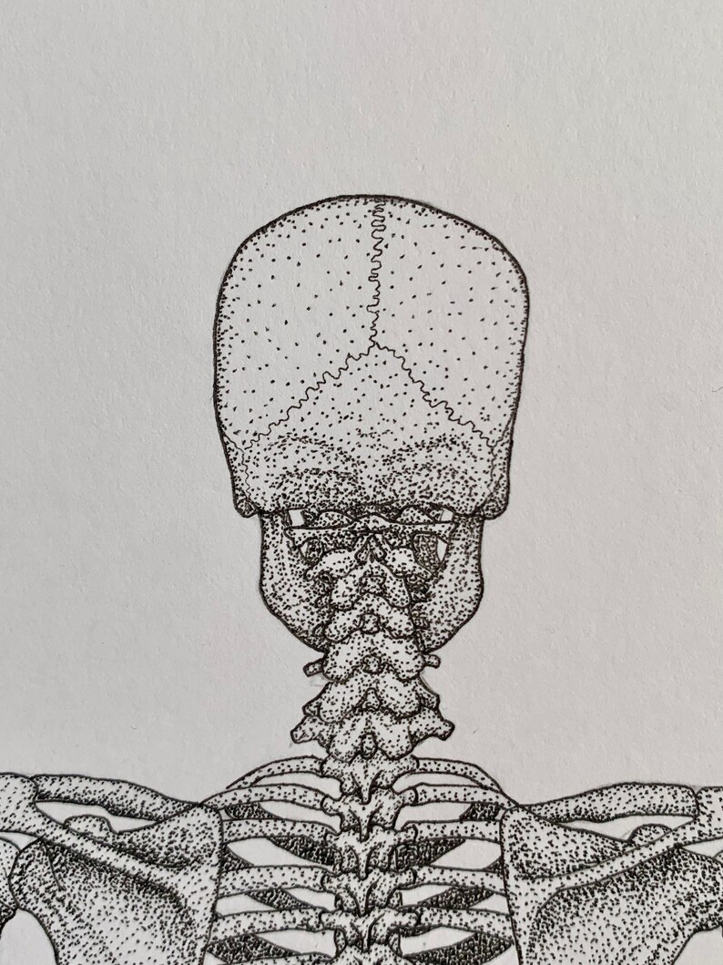 Posterior Skeleton | Human Anatomy Prints | Clinically Accurate ...