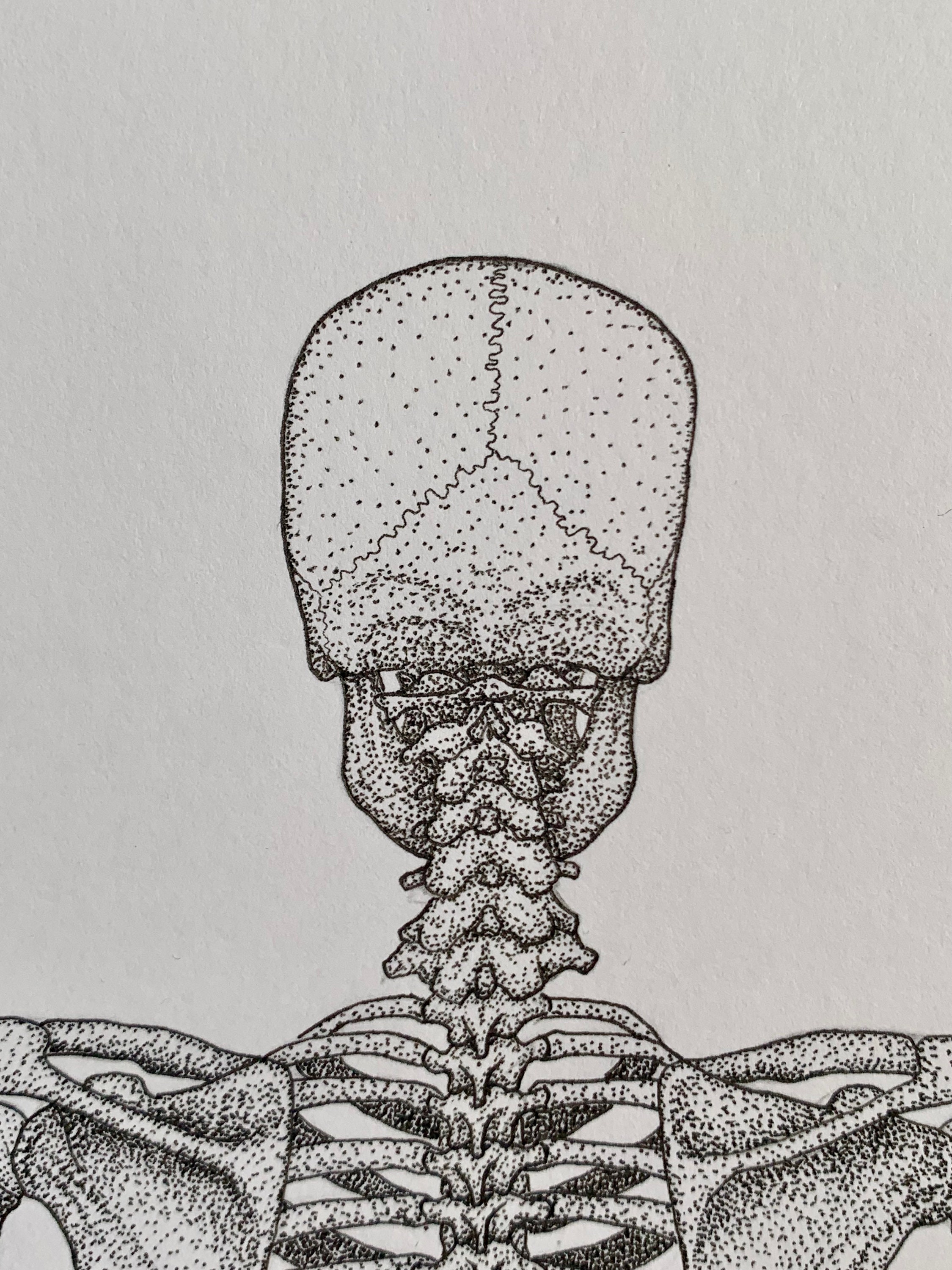 Posterior Skeleton | Human Anatomy Prints | Clinically Accurate ...